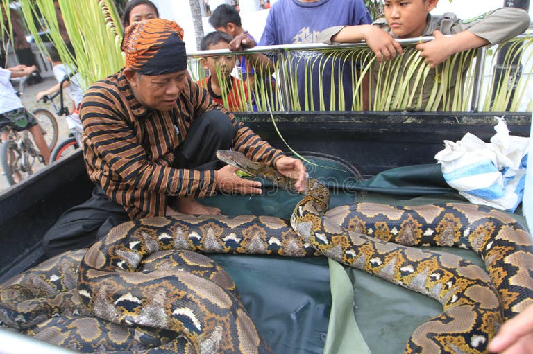 Snake editorial photography. Image of java, exhibiting - 45917392