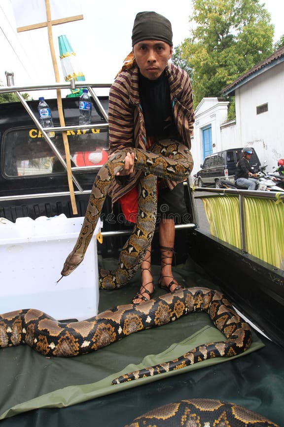 Snake editorial stock photo. Image of handler, java, solo - 45917658