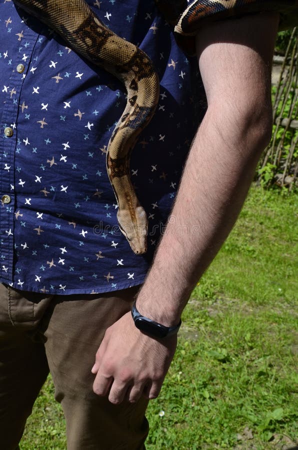 Snake Boa in Man Hands. Keeping the Snake in Terrarium Stock Image ...