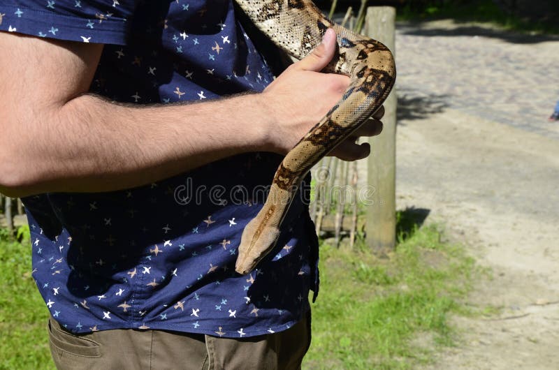 Snake Boa in Man Hands. Keeping the Snake in Terrarium Stock Photo ...