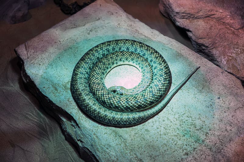 Snake Has Curled Up in Circle and is Lying and Sleeping on a Stone ...