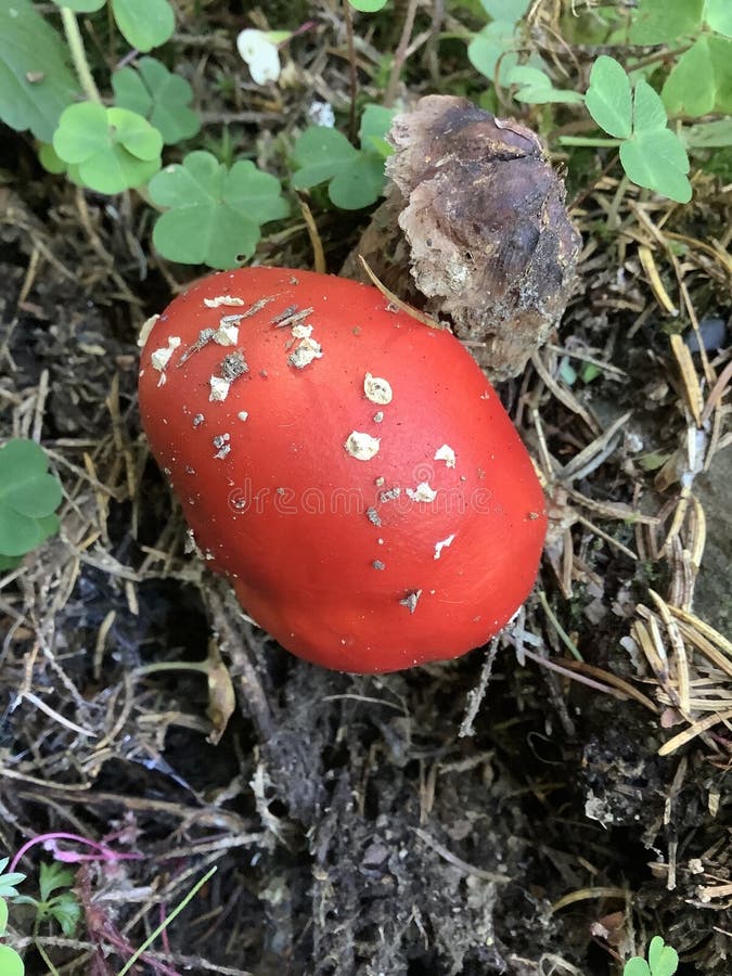 Snake hat mushroom stock photo. Image of nature, autumn - 271284872