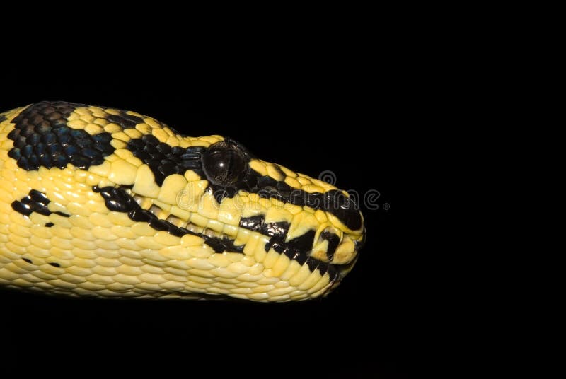 Snake Head #3 stock photo. Image of stare, animal, 2007 - 2160882