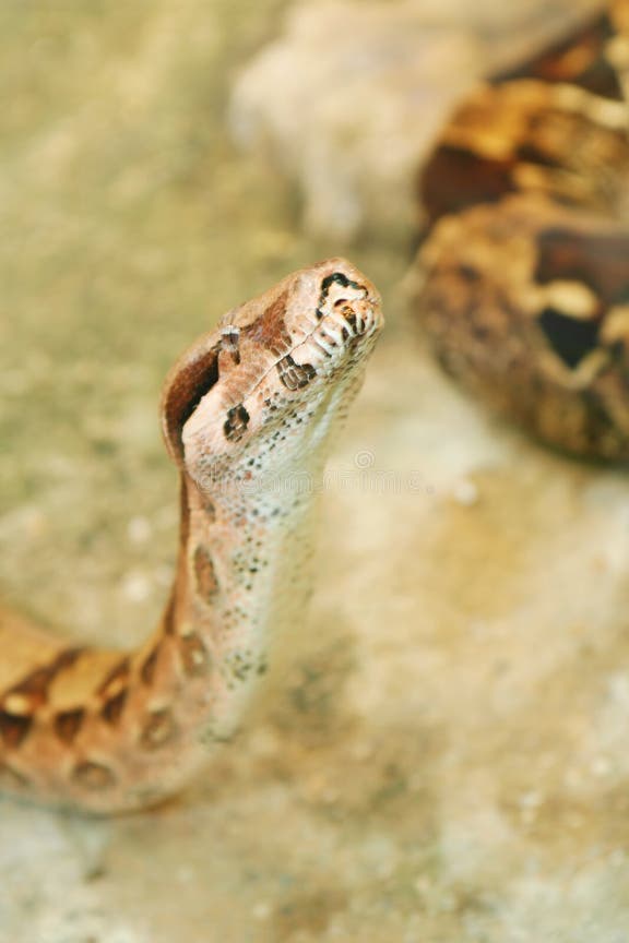 9,408 Snake Head Up Stock Photos - Free & Royalty-Free Stock Photos ...