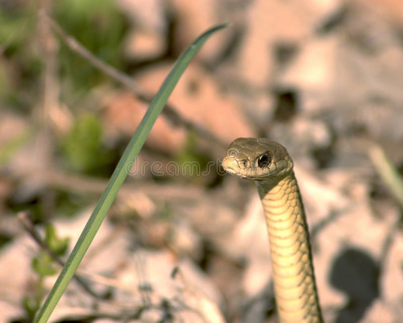 Snake Head stock photo. Image of evil, detail, fields, closeup - 675012