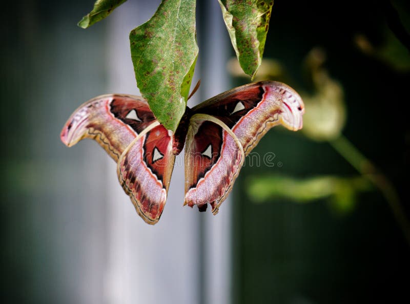 Snake head butterfly stock image. Image of food, green - 252604395