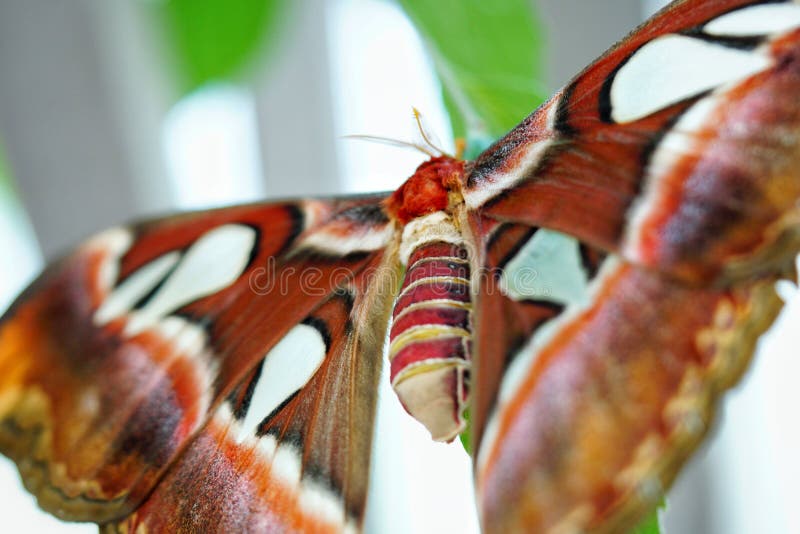 Snake head butterfly stock photo. Image of wing, pollinator - 258511768