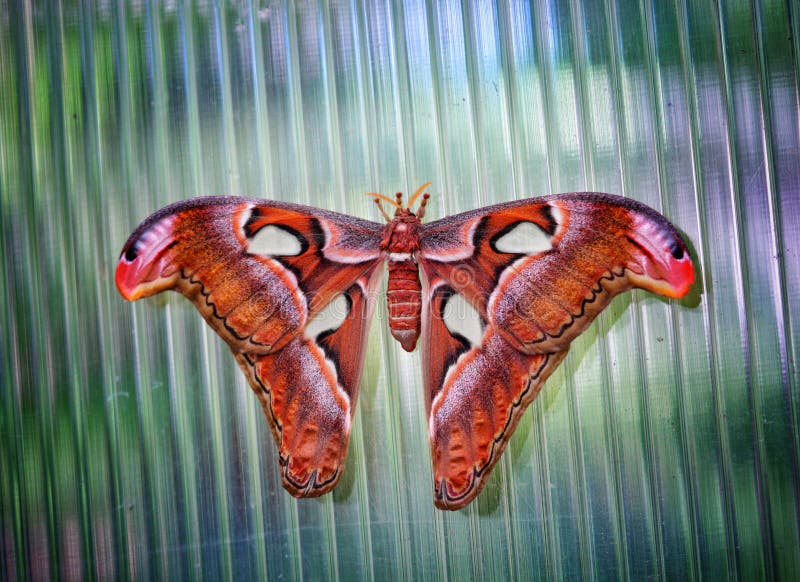 Snake head butterfly stock image. Image of head, outdoors - 252623321