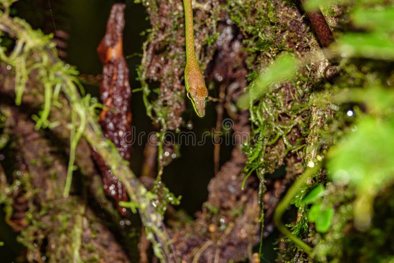 Snake Head in the Forest Over Tree Trunk Stock Image - Image of ...