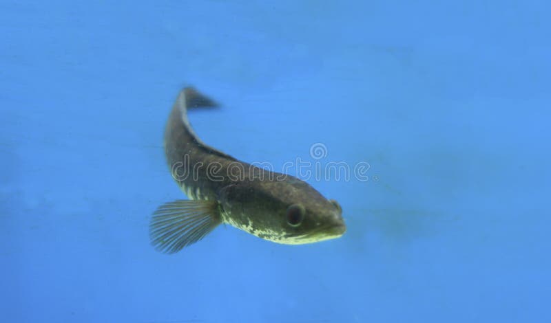 Snake Head Murrel Fish Aquarium Fish. with Blue Background Stock Photo ...