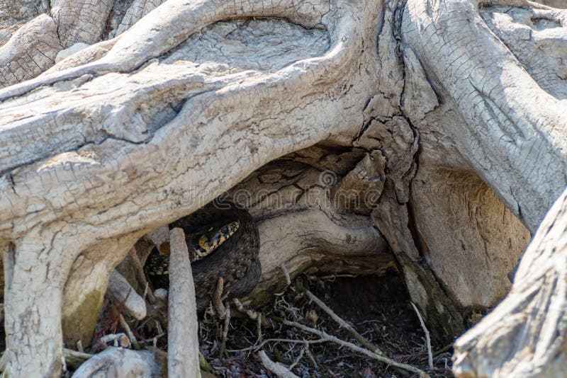 Snake Hid Under the Root of a Tree Stock Photo - Image of scenery ...