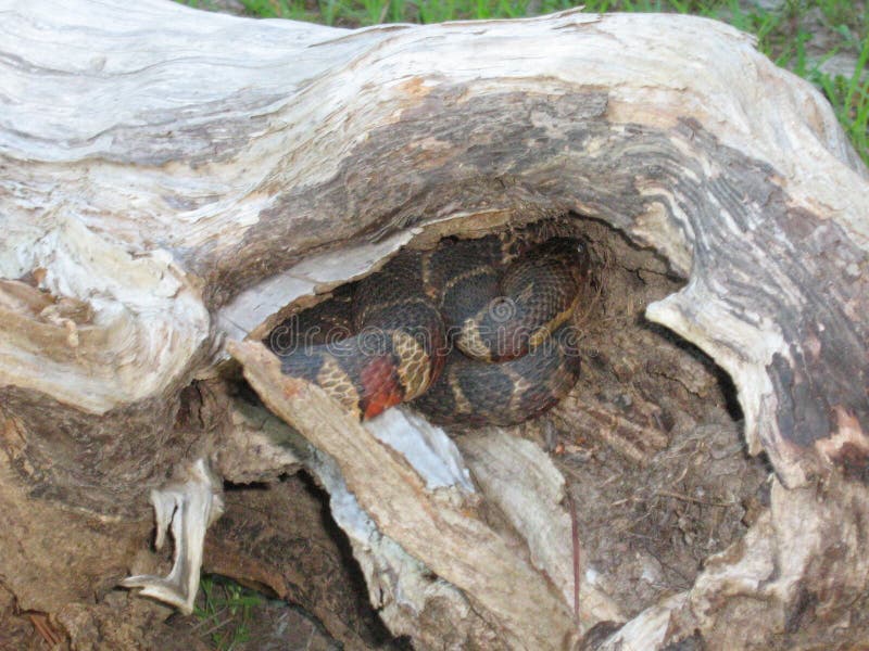 Snake in a Log stock image. Image of reptile, slither - 210168211