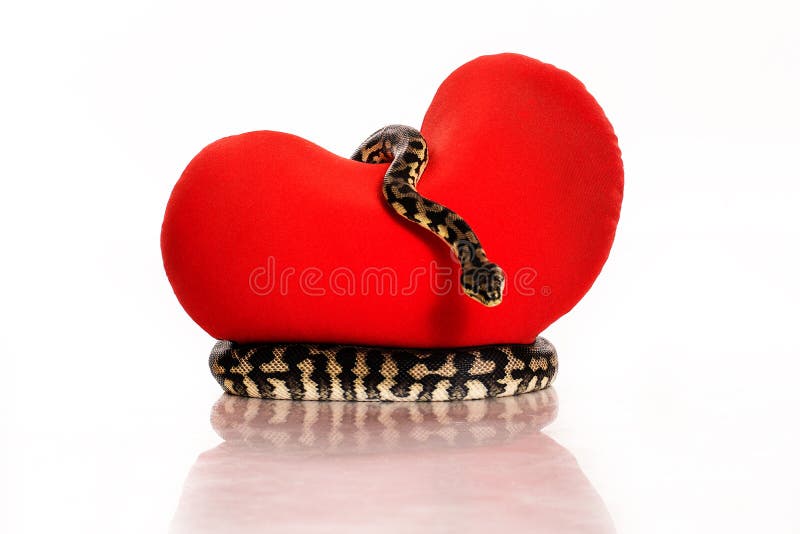 Snake Hugging a Red Heart on a White Background Stock Photo - Image of ...