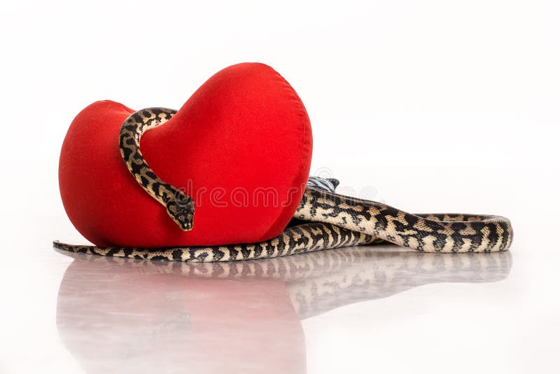 Hugging Snake Stock Photos - Free & Royalty-Free Stock Photos from ...