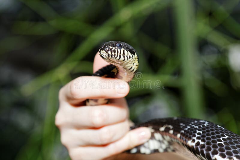 Snake in Human Hands, Natrix is a Genus of Non-venomous Snakes of the ...
