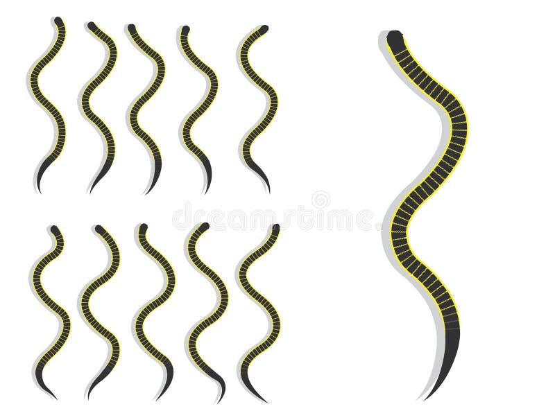 Snake Inland Taipan Animal Animation Sequence Cartoon Vector Stock ...