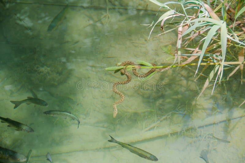 Snake Inside a Lake with Fish Stock Image - Image of depth, predator ...