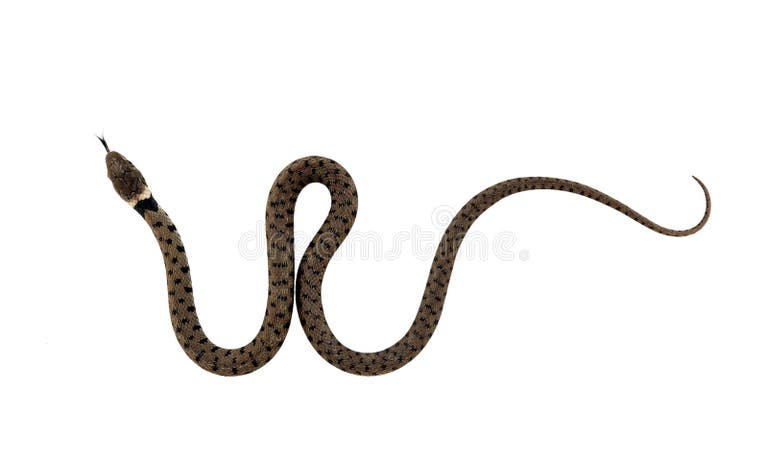 639 Curved Snake Stock Photos - Free & Royalty-Free Stock Photos from ...