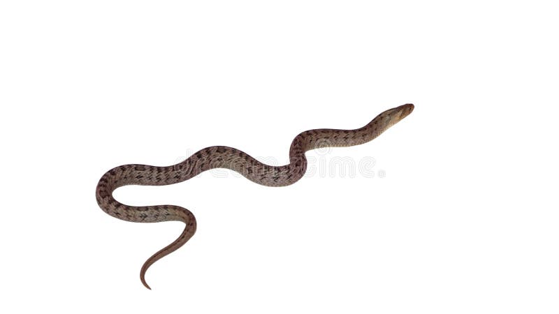Snake Isolated On White Background Stock Image - Image of fashion ...