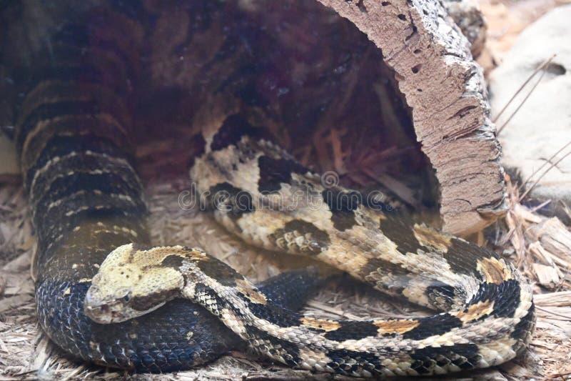 A Snake in its Habitat stock image. Image of jungle - 275786855