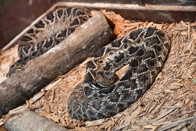 A Snake in its Habitat stock image. Image of crocodile - 273073681