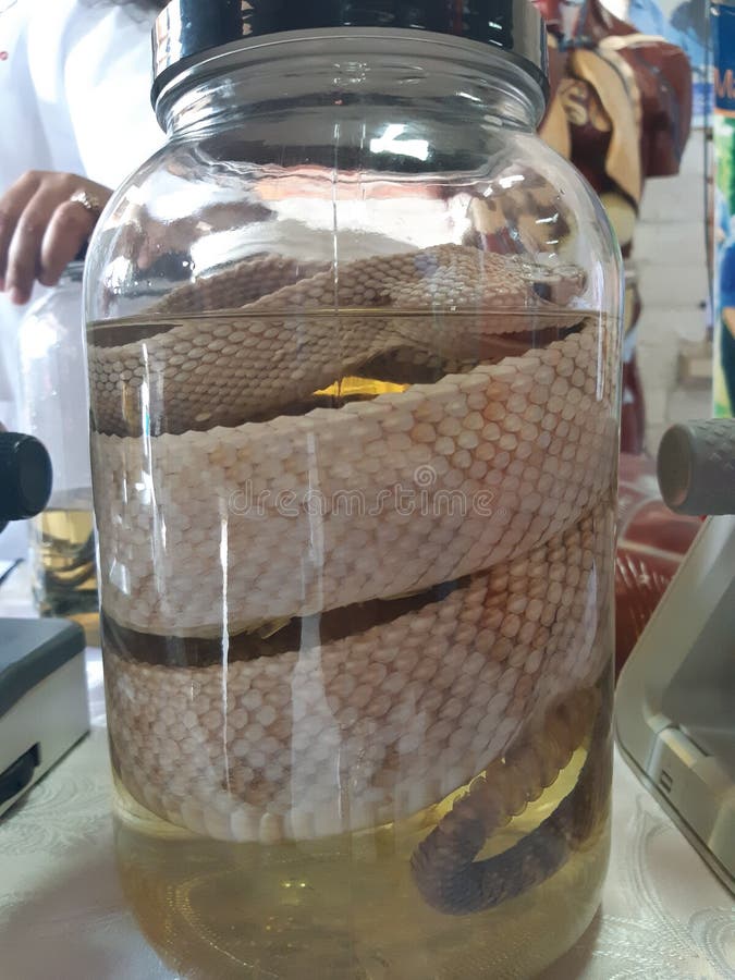 Snake in a jar stock photo. Image of science, snake - 153915064