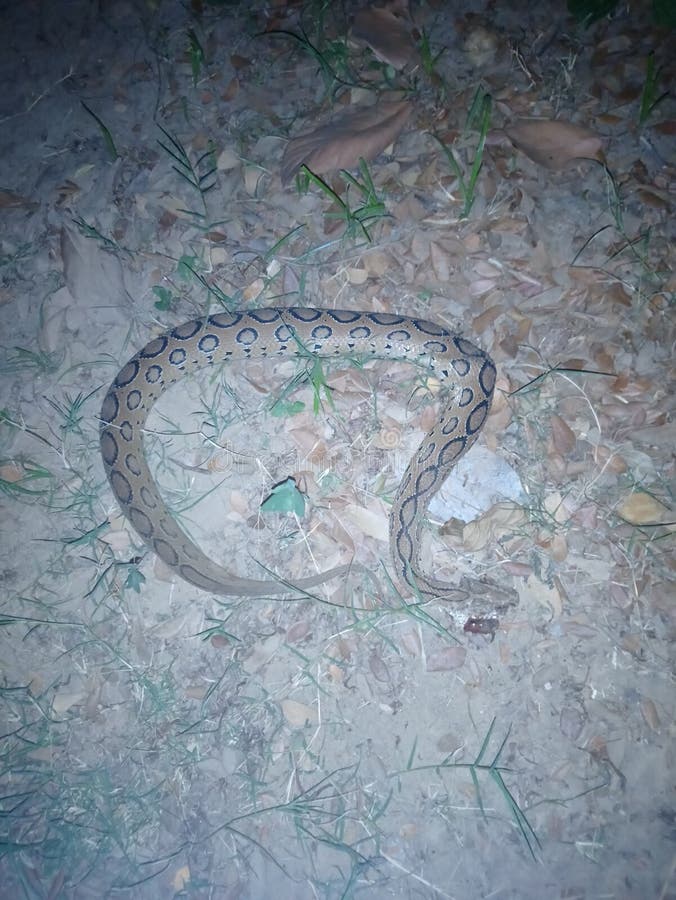 181 Snake Killed Stock Photos - Free & Royalty-Free Stock Photos from ...