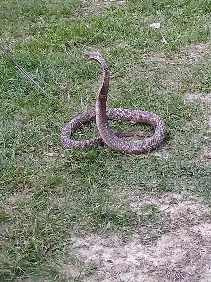 Snake king Kobra stock image. Image of nagraj, snake - 252973911