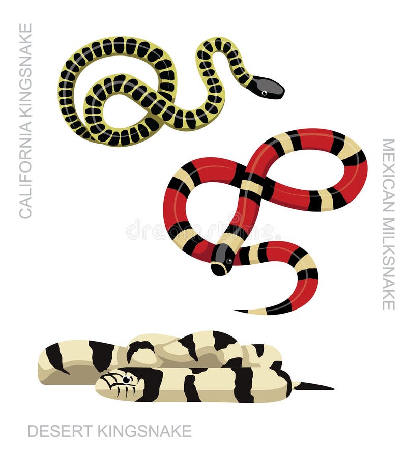 Snake Kingsnake Set Cartoon Vector Illustration Stock Vector ...