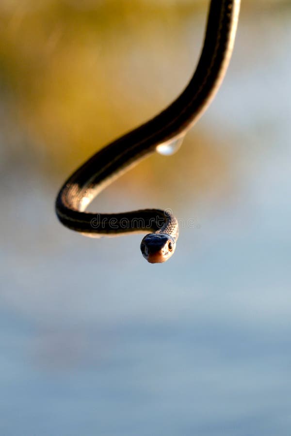 Snake stock image. Image of smoothe, water, drop, snake - 59238481