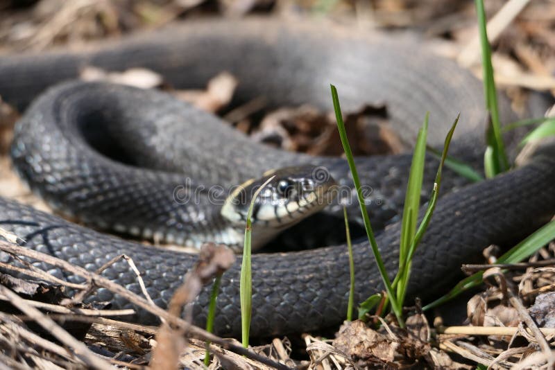 A Snake, a Large Snake in the Spring Forest, in Dry Grass in Its ...