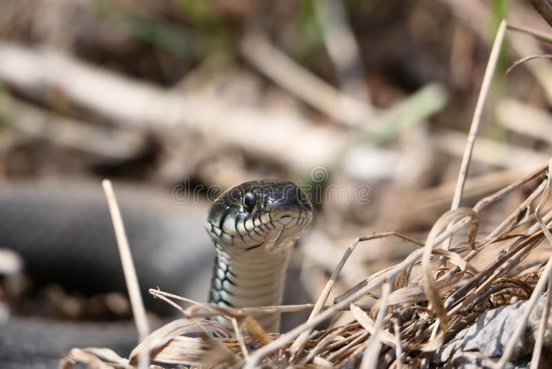 A Snake, a Large Snake in the Spring Forest, in Dry Grass in Its ...