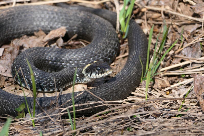 A Snake, a Large Snake in the Spring Forest, in Dry Grass in Its ...