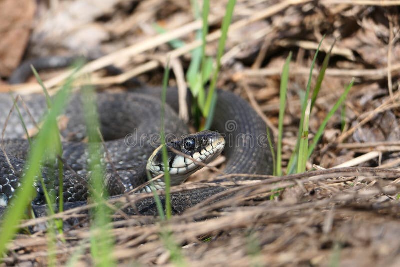 A Snake, a Large Snake in the Spring Forest, in Dry Grass in Its ...