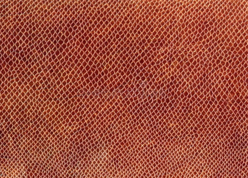 10,654 Snake Leather Stock Photos - Free & Royalty-Free Stock Photos ...