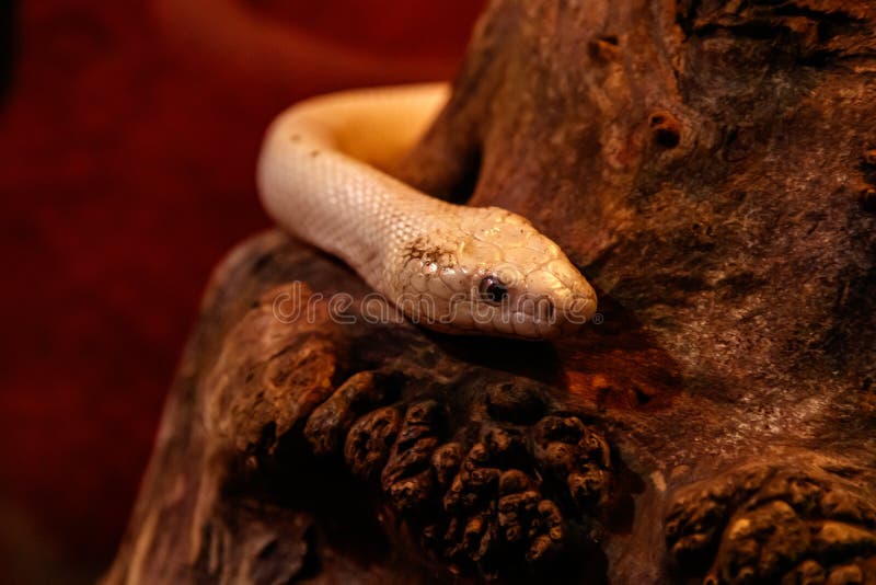 Snake leucistic texas rat stock image. Image of midwestern - 137856765