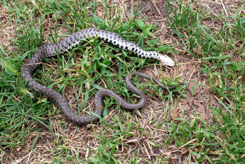 The Snake Lies on the Lawn in the Garden. Dangerous Predators Stock ...