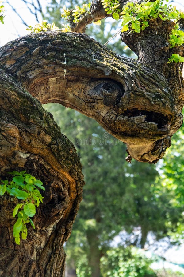 Snake like tree in a park stock image. Image of reptile - 183410639