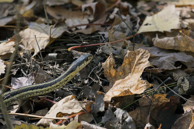 Snake stock photo. Image of background, macro, wildlife - 205282860