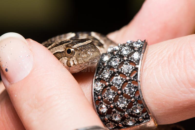 Snake stock image. Image of hands, detail, ring, snake - 244857559