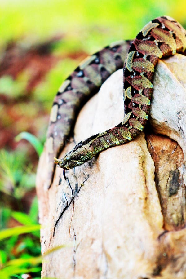 Snake on a log stock image. Image of uganda, africa, slithering - 97032565