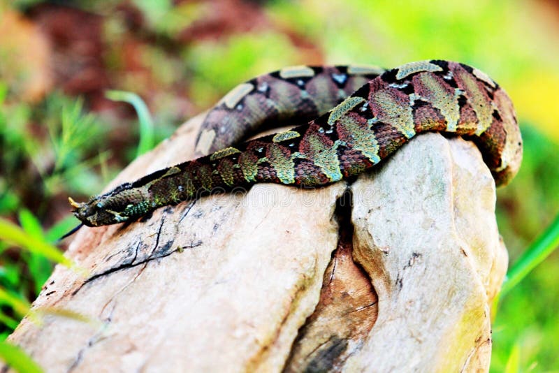 656 Snake Sunbathing Stock Photos - Free & Royalty-Free Stock Photos ...