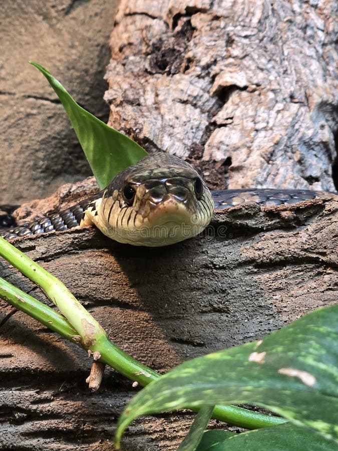 Snake looking at camera stock photo. Image of looking - 392485088