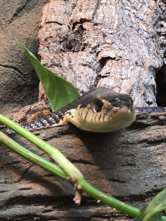 Snake looking at camera stock image. Image of reptile - 392485095