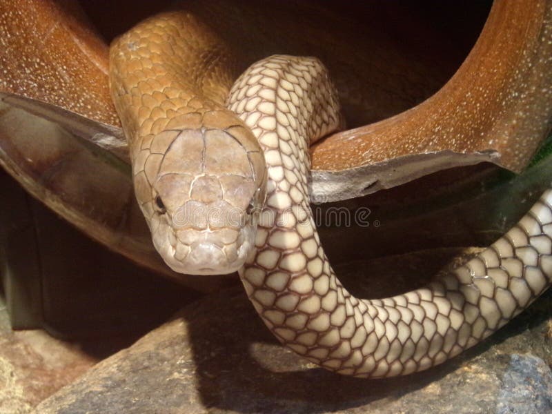 897 Camera Looking Snake Stock Photos - Free & Royalty-Free Stock ...