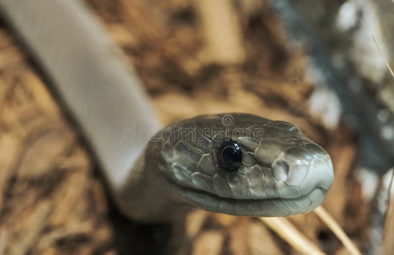 Snake looking up stock image. Image of snakeskin, safari - 28587885