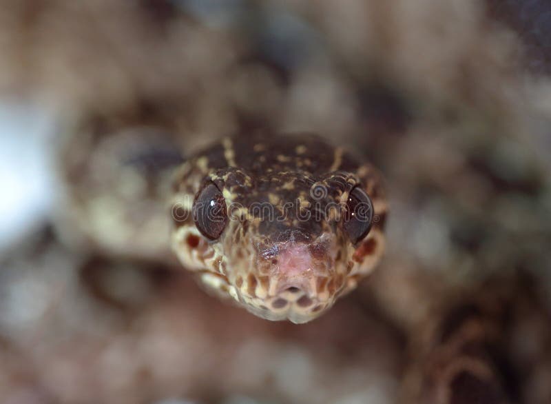 A snake looking at you stock image. Image of defensive - 59699029