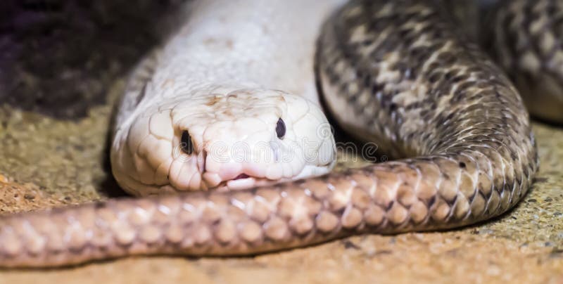 Snake stock photo. Image of viper, predator, reptile - 34327904