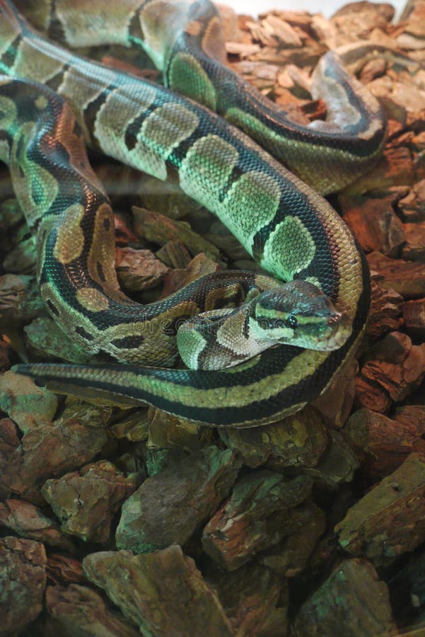 Snake Lying on Rocks in the Terrarium Stock Image - Image of coils ...