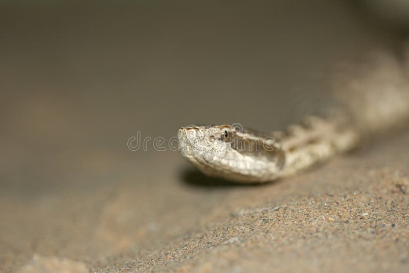 Snake. macro stock photo. Image of herp, endangered - 103594256